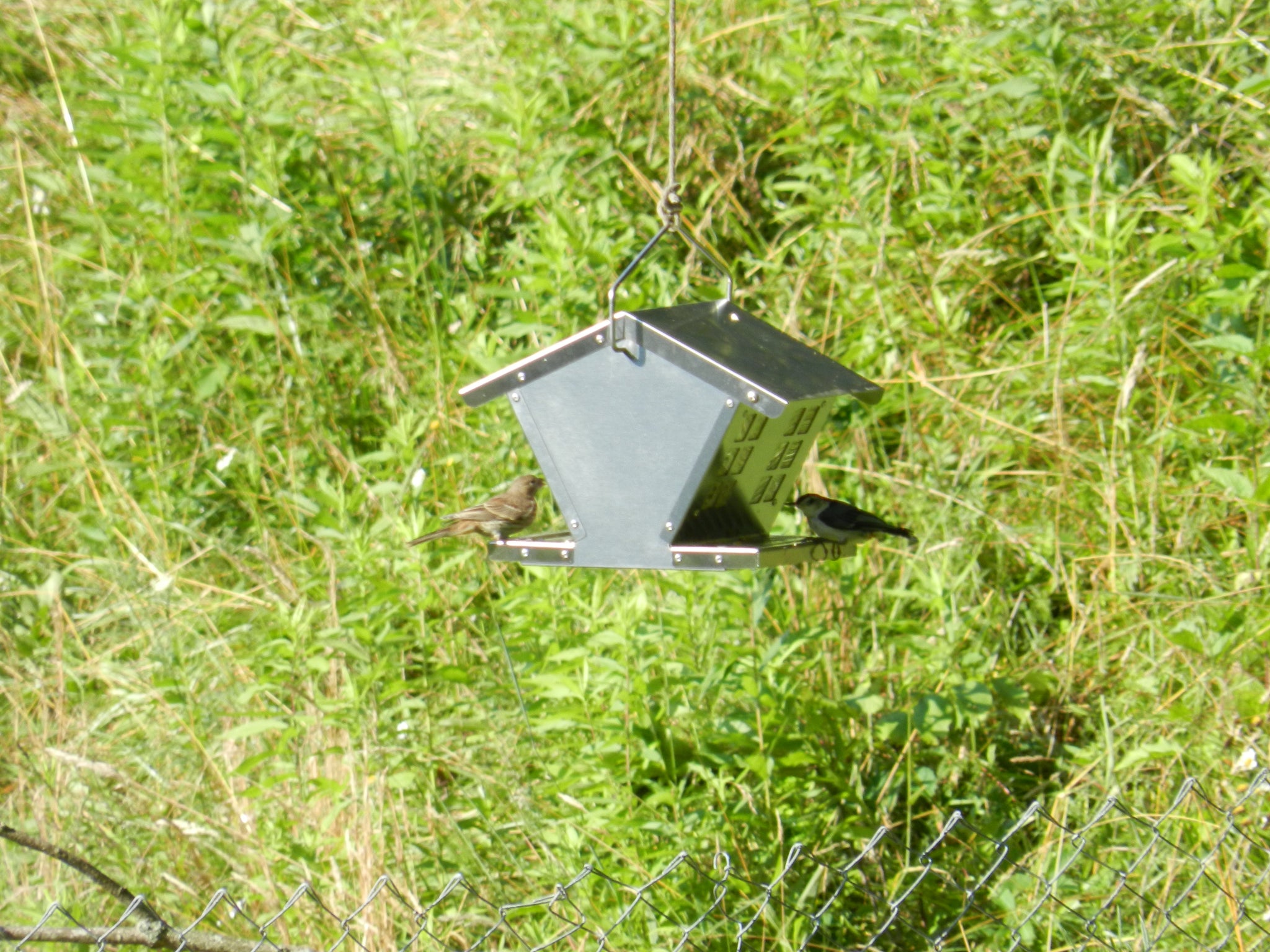 Stainless Steel Metal Bird Feeder: The Pisgah – Twelve Mile Metals